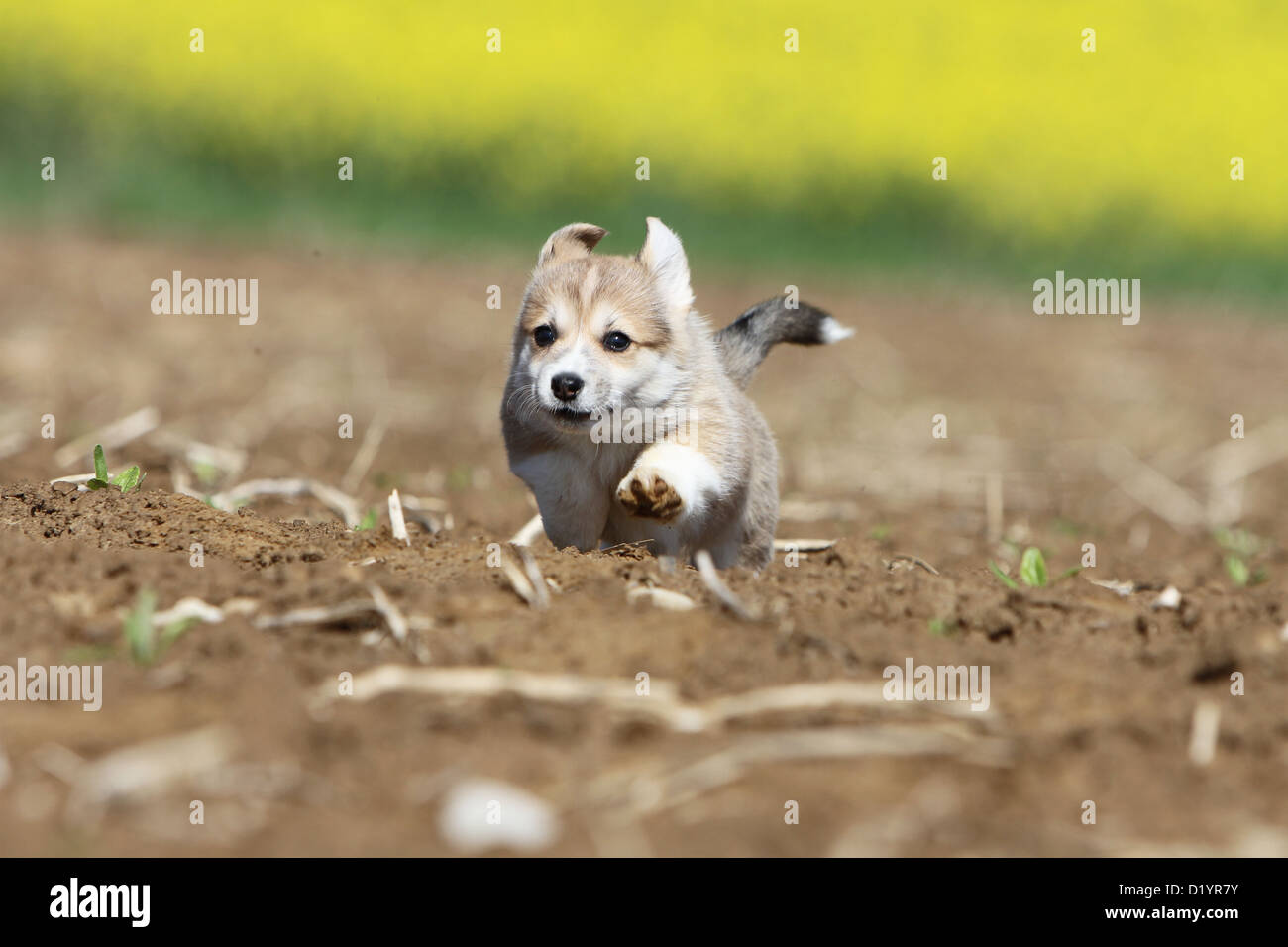 Dog Pembroke Welsh corgi puppy running in a field Stock Photo - Alamy