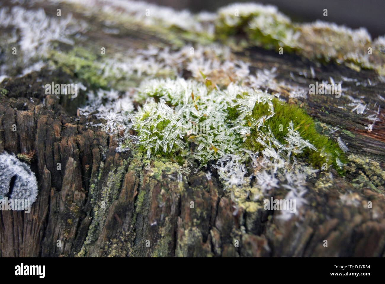 Ice frozen on to moss and a log Stock Photo - Alamy