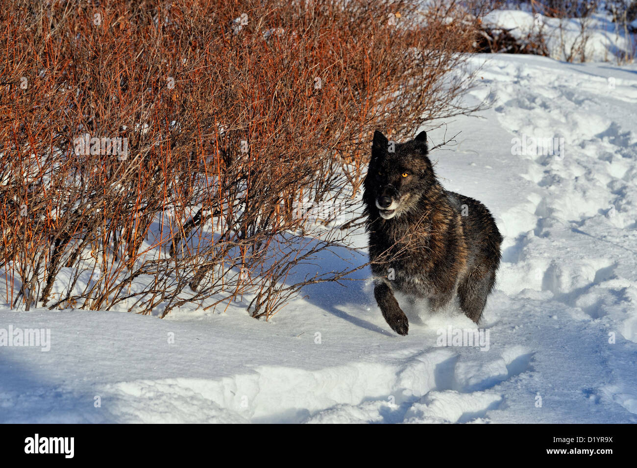 Grey Wolf Timber Wolf (Canis lupus) Running down snowy hillside ...