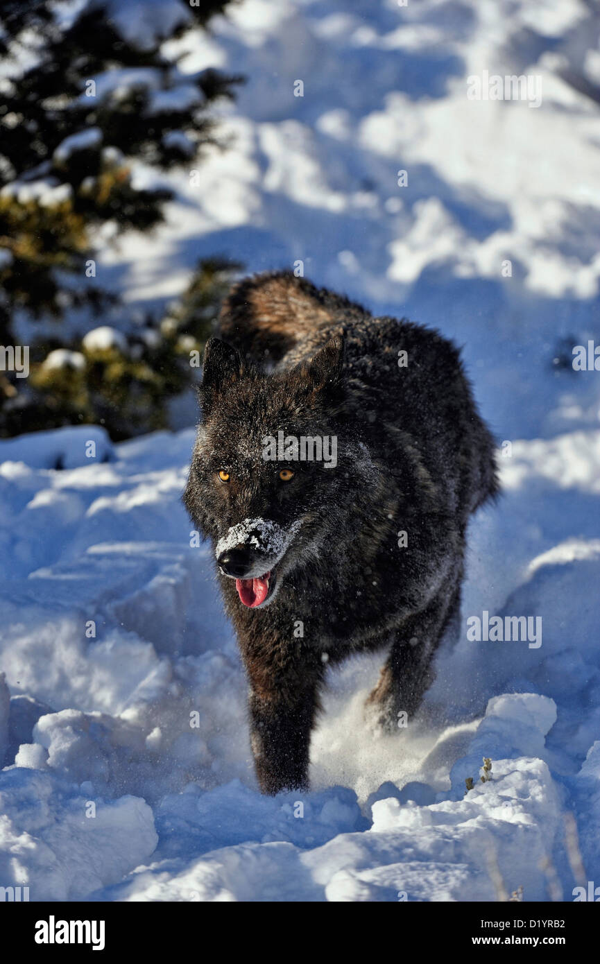 Grey Wolf Timber Wolf (Canis lupus) Running down snowy hillside ...