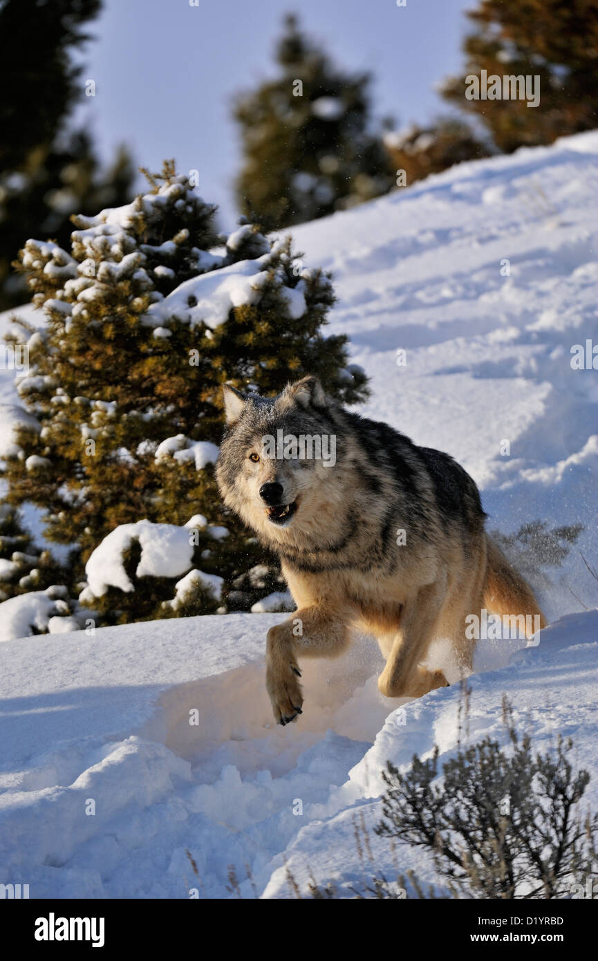Timber wolf canis lupus running hi-res stock photography and images - Alamy