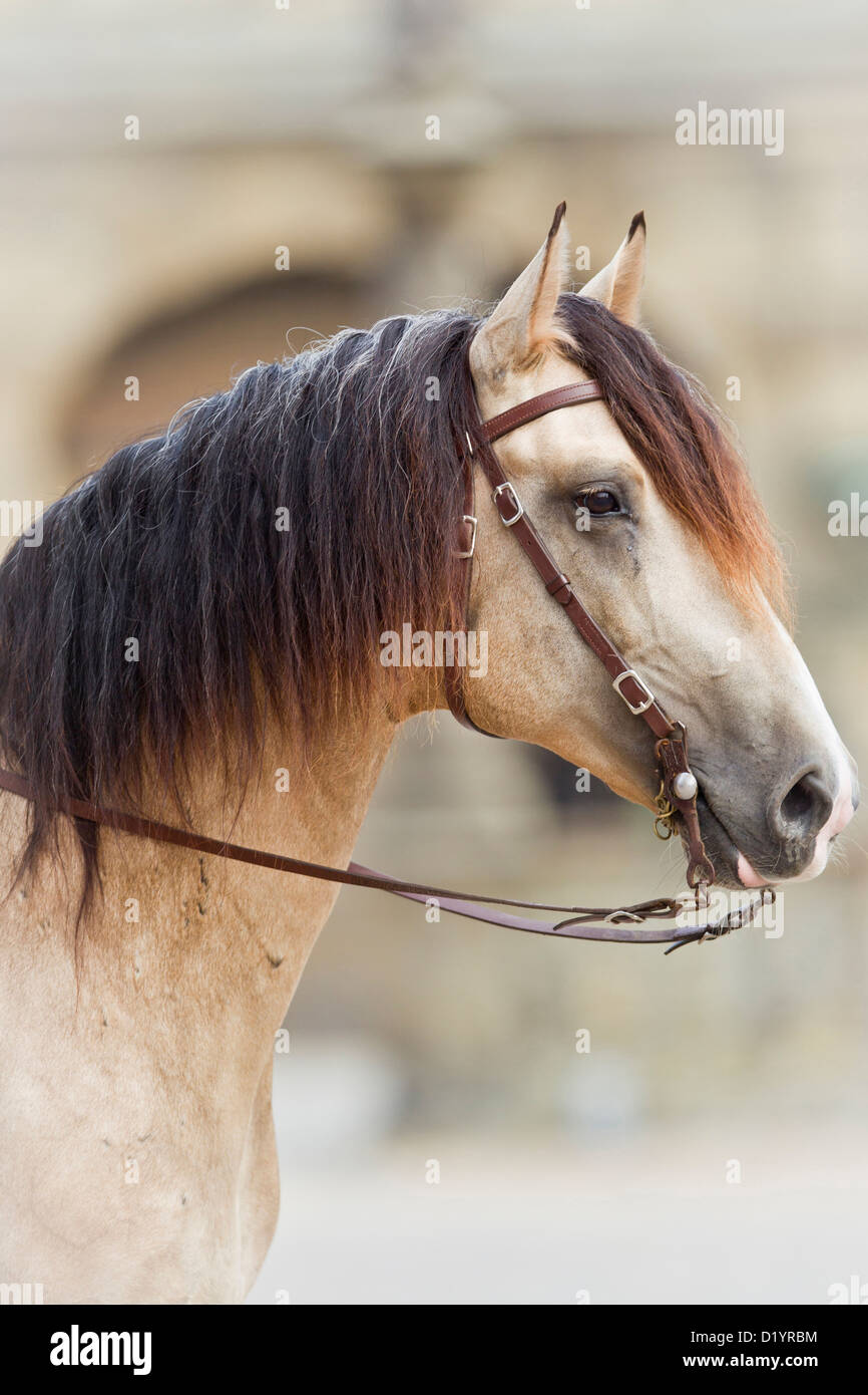 Frederiksborger. Portrait of dun stallion with with tack in front of ...