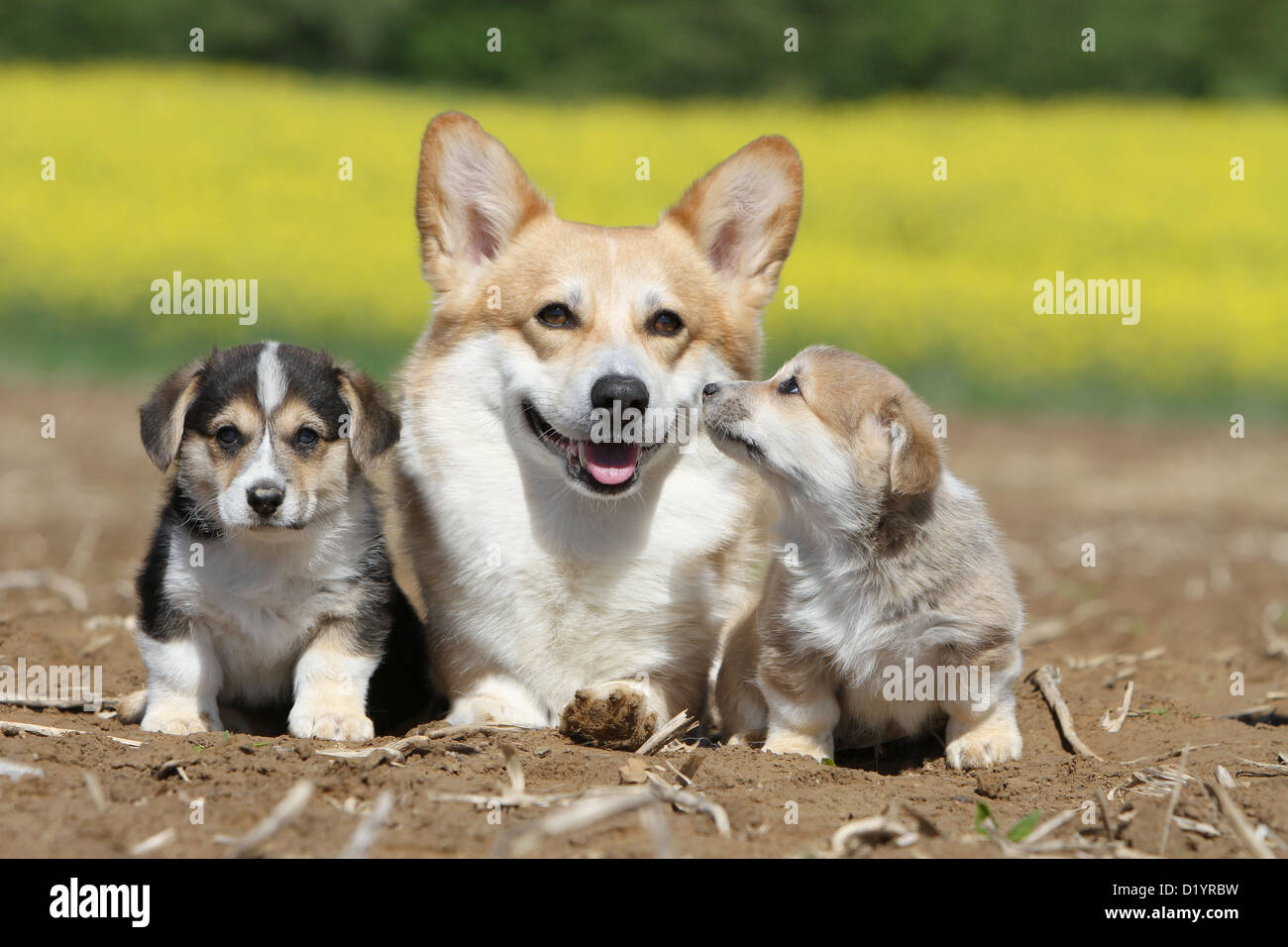 Three pembroke welsh corgi sitting hi-res stock photography and images ...