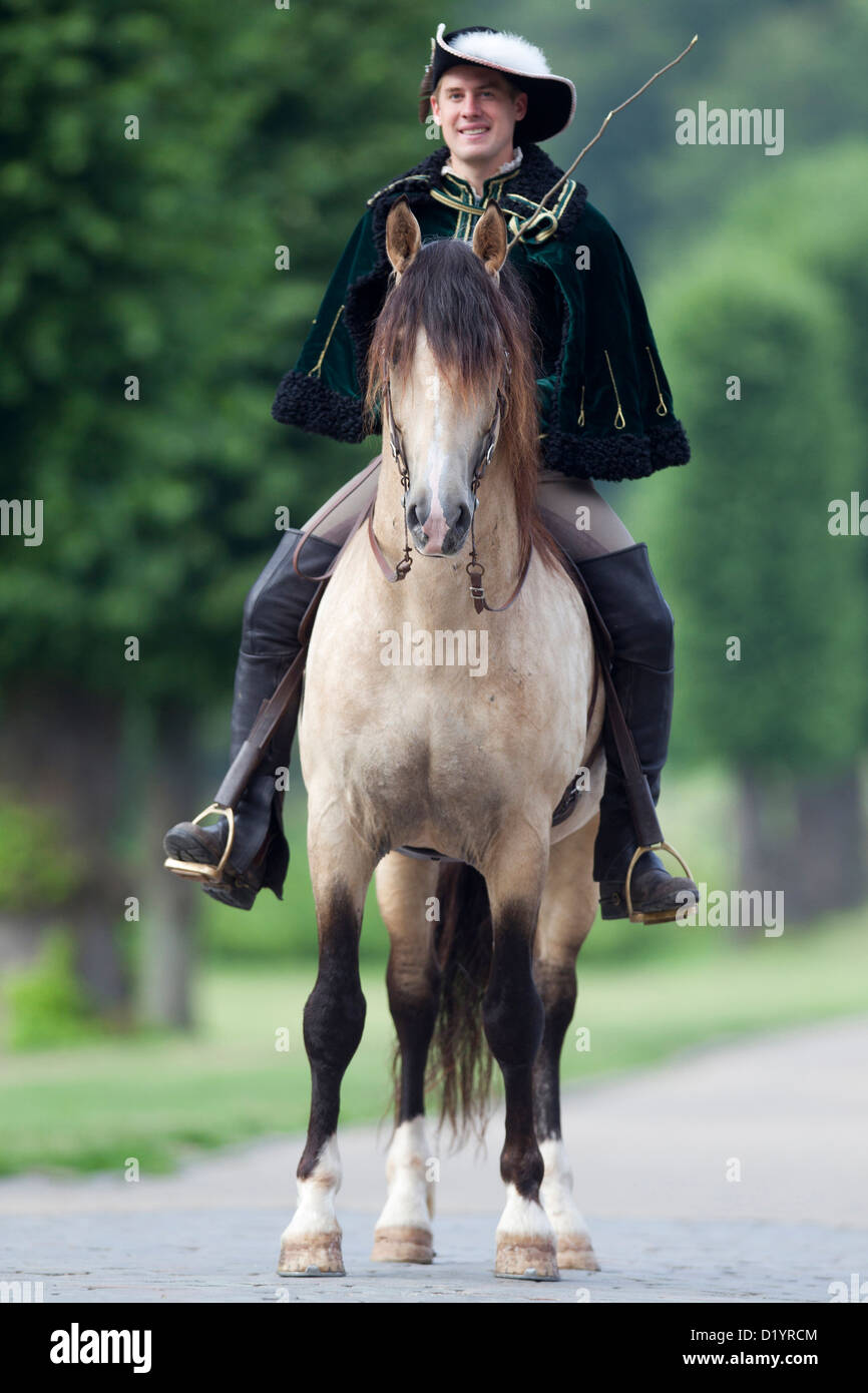 Frederiksborger. Dun stallion with rider in historic costume in the ...
