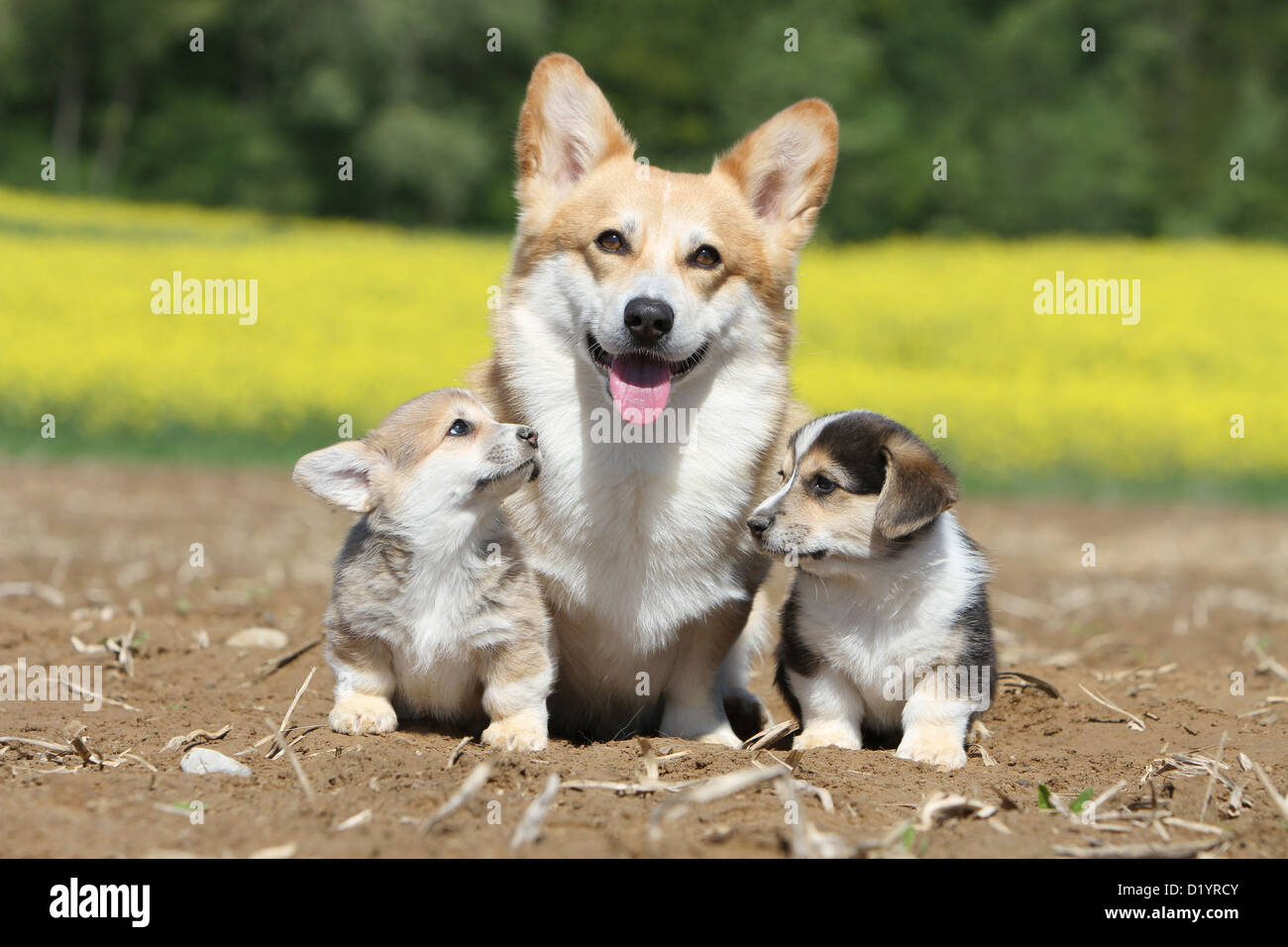 Puppies dog mother different hi-res stock photography and images - Alamy