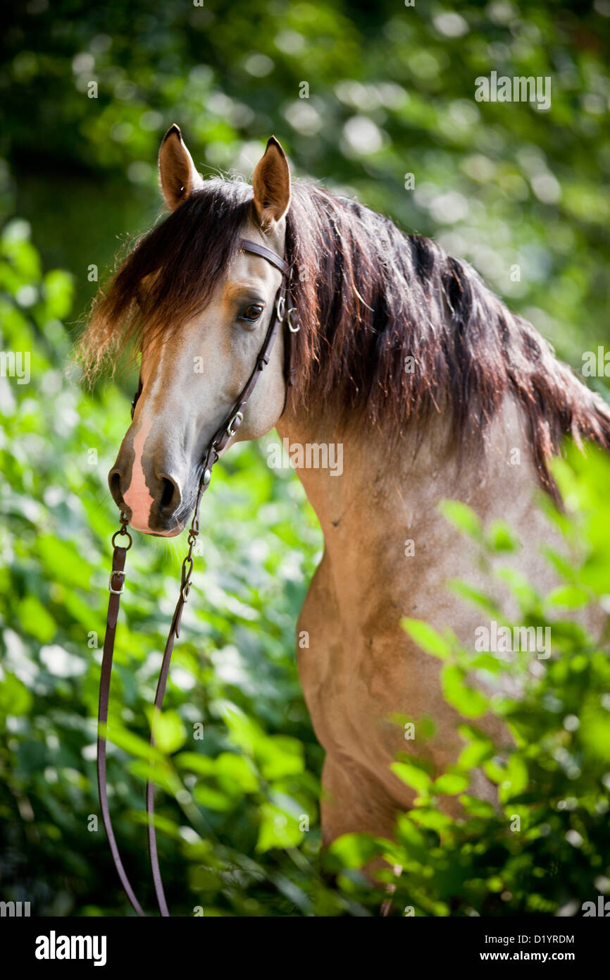 Frederiksborger. Portrait of dun stallion Stock Photo - Alamy