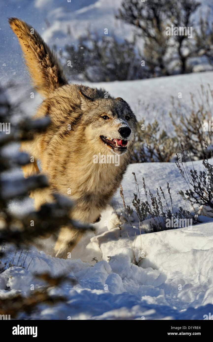 Grey Wolf Timber Wolf (Canis lupus) Running down snowy hillside ...