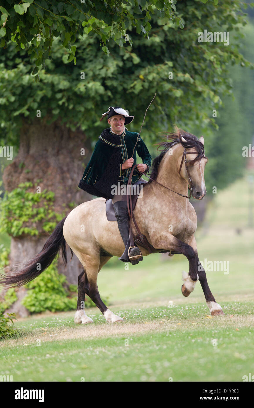 Frederiksborger. Dun stallion with rider in historic costume galloping ...