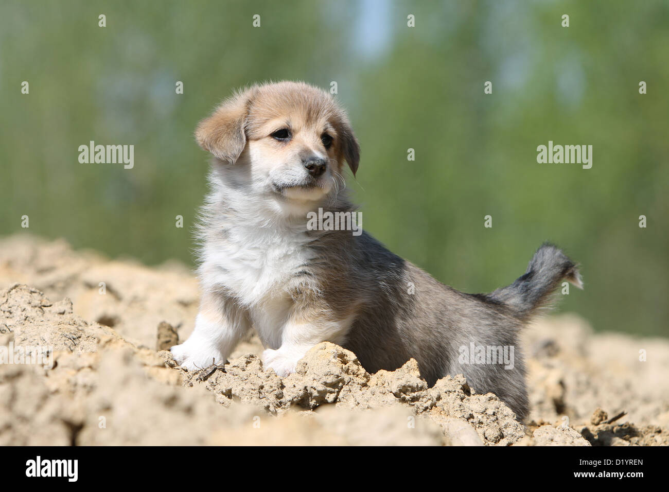 Dog Pembroke Welsh corgi puppy standing in a field Stock Photo - Alamy