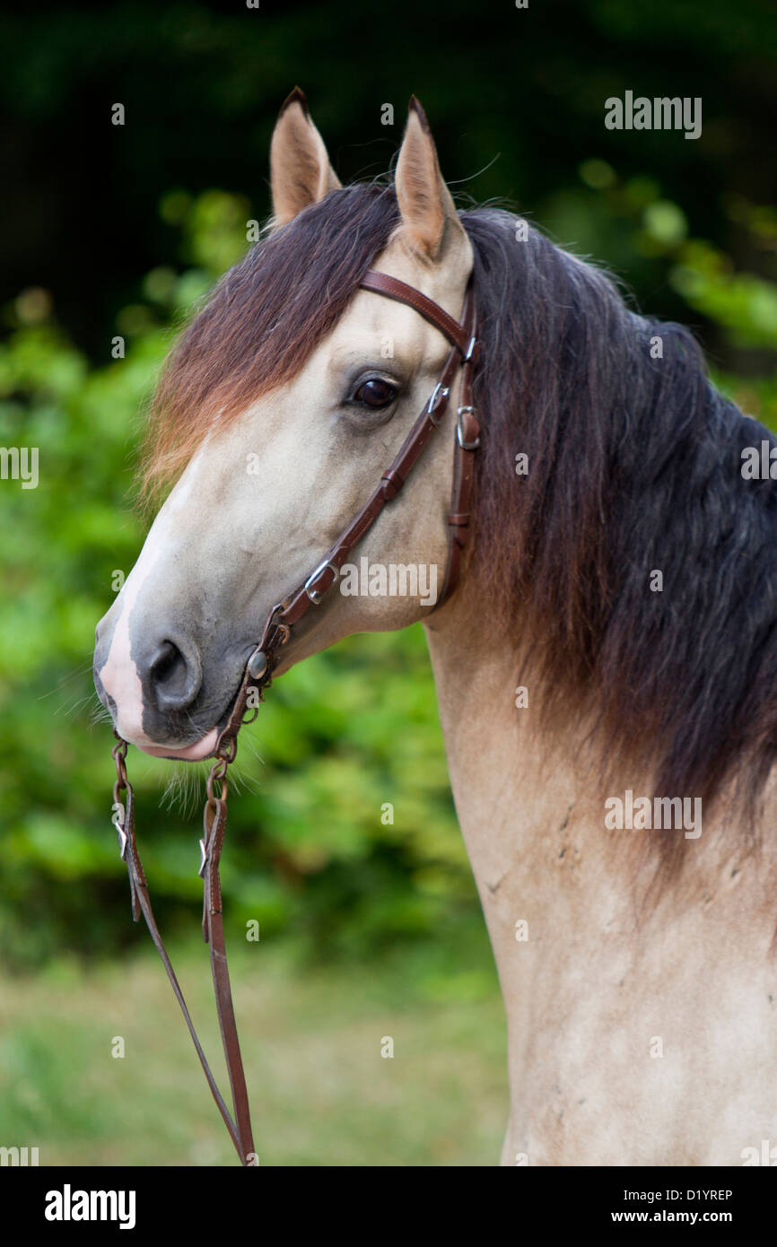 Frederiksborger. Portrait of dun stallion Stock Photo - Alamy