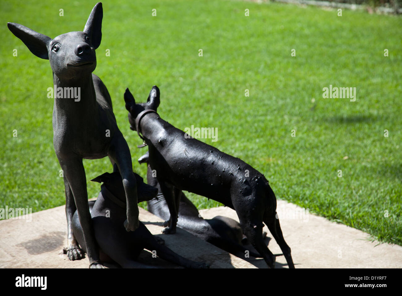 Xoloitzcuintle Bermejo