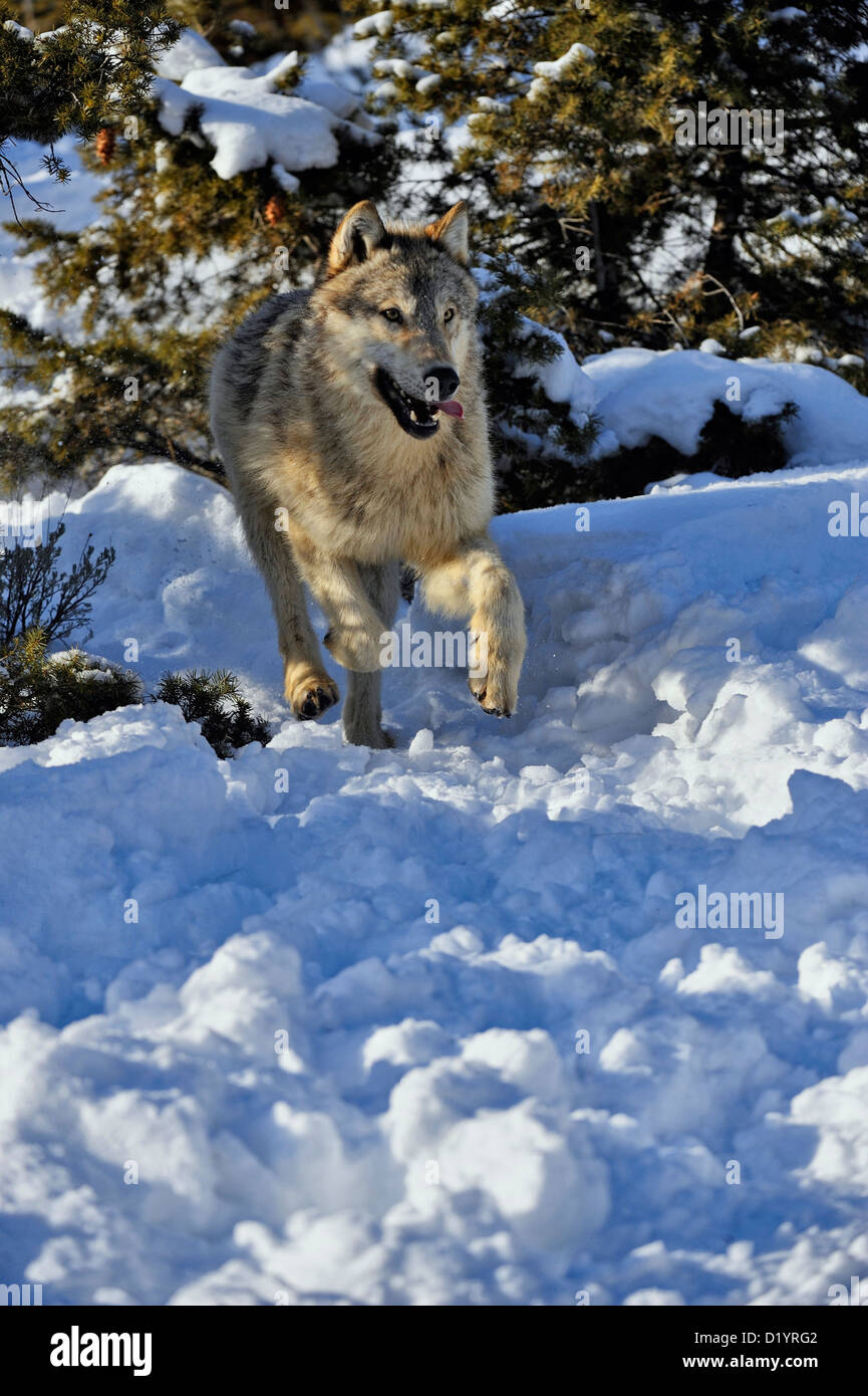 Grey Wolf Timber Wolf (Canis lupus) Running down snowy hillside ...