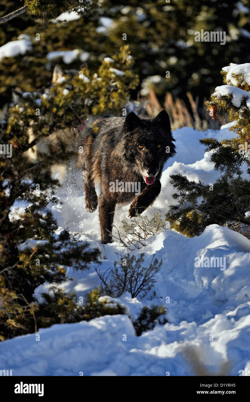 Grey Wolf Timber Wolf (Canis lupus) Running down snowy hillside ...