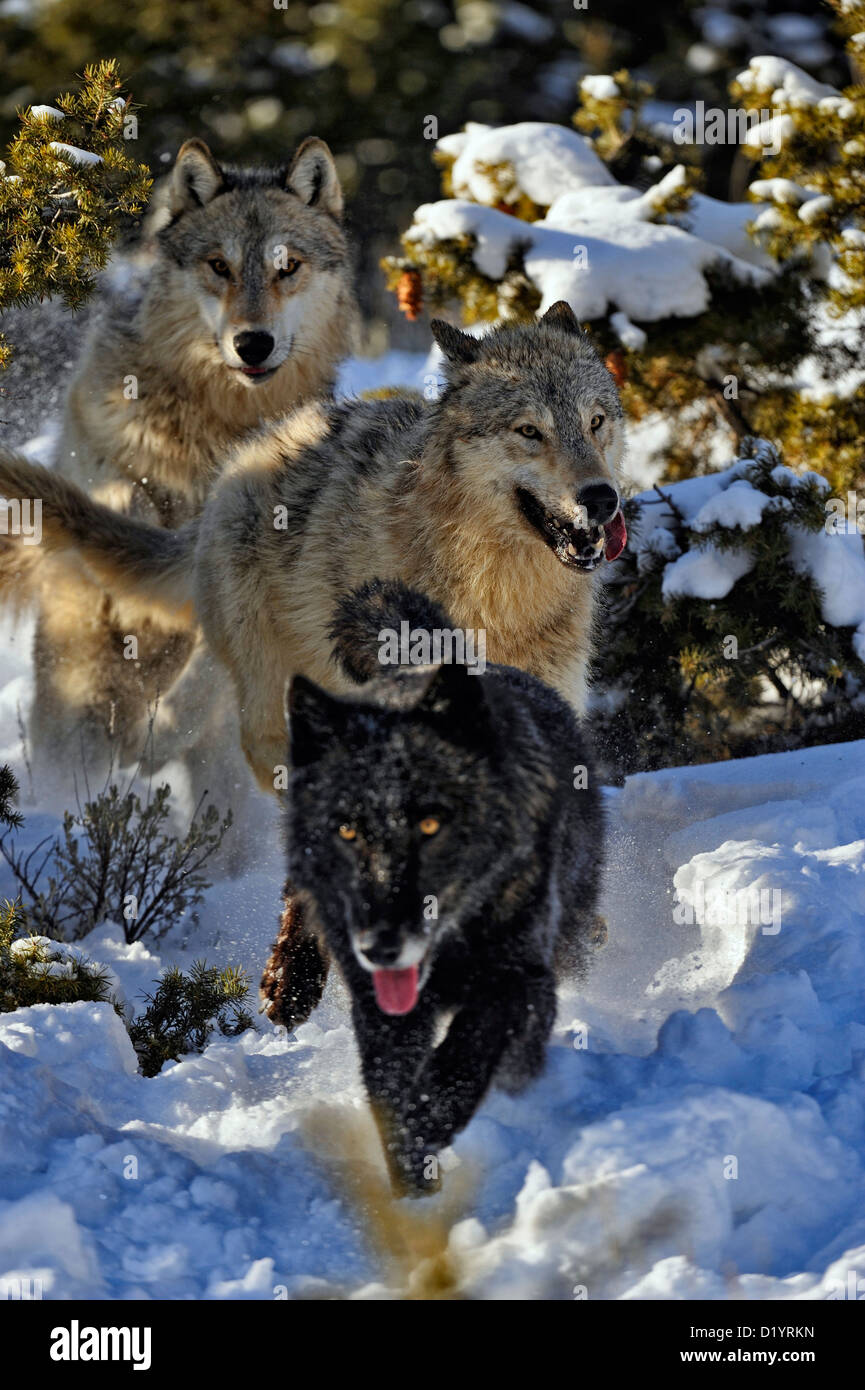 Grey Wolf Timber Wolf (Canis lupus) Running down snowy hillside ...