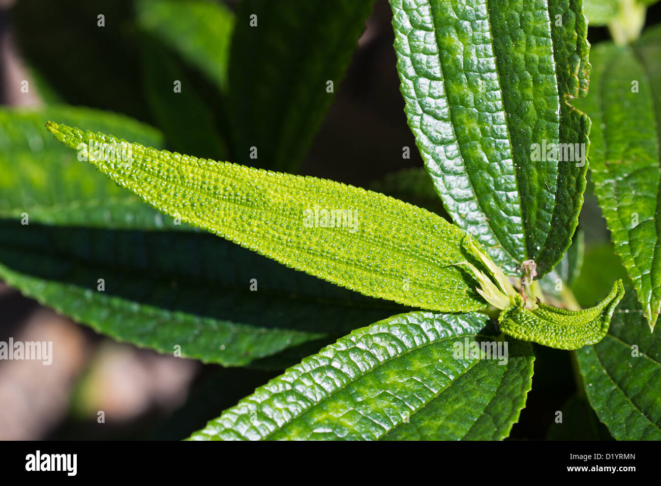 Knobby Leafs in the woods Stock Photo - Alamy