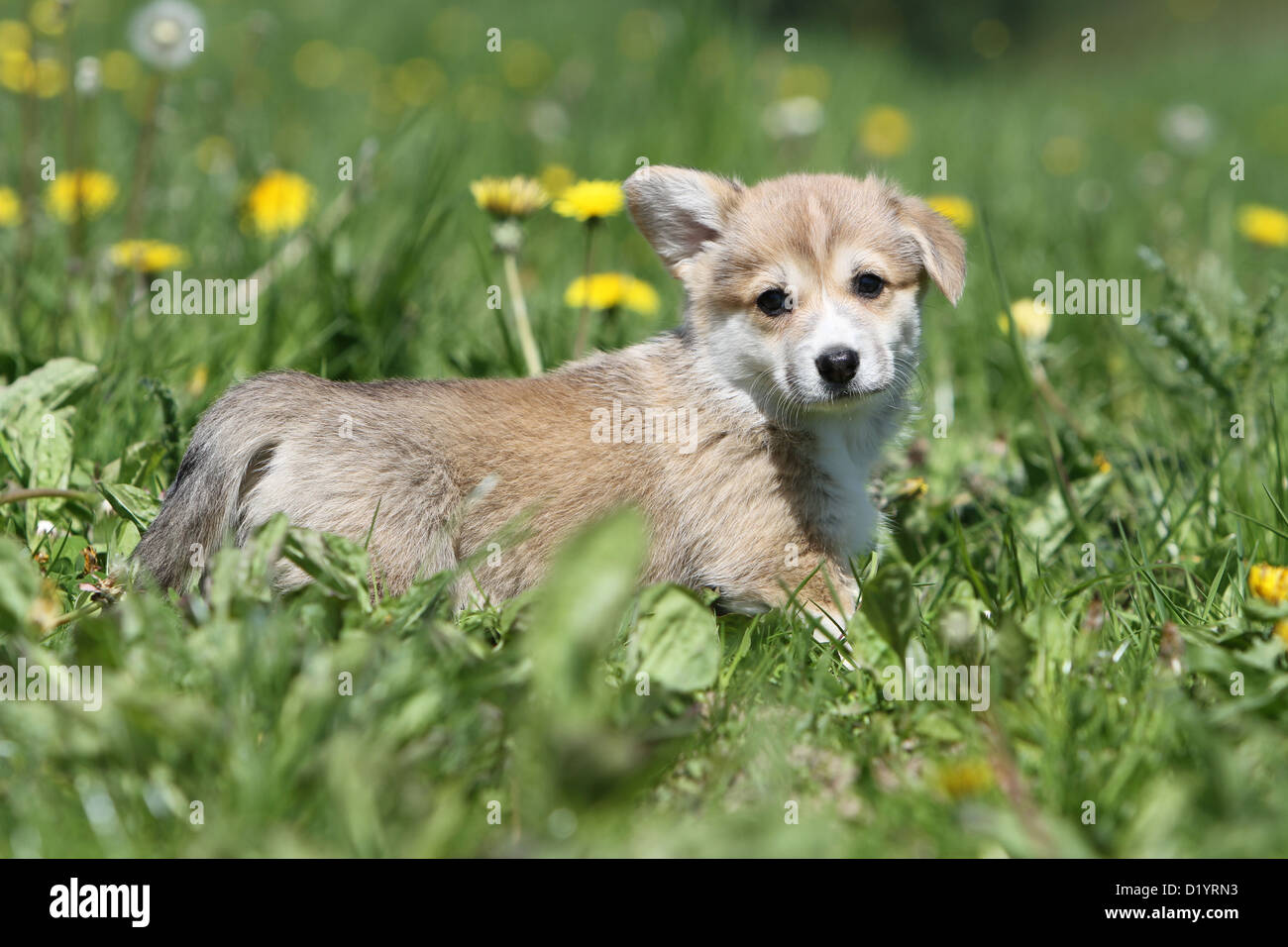 Dog Pembroke Welsh corgi puppy standing profile Stock Photo - Alamy