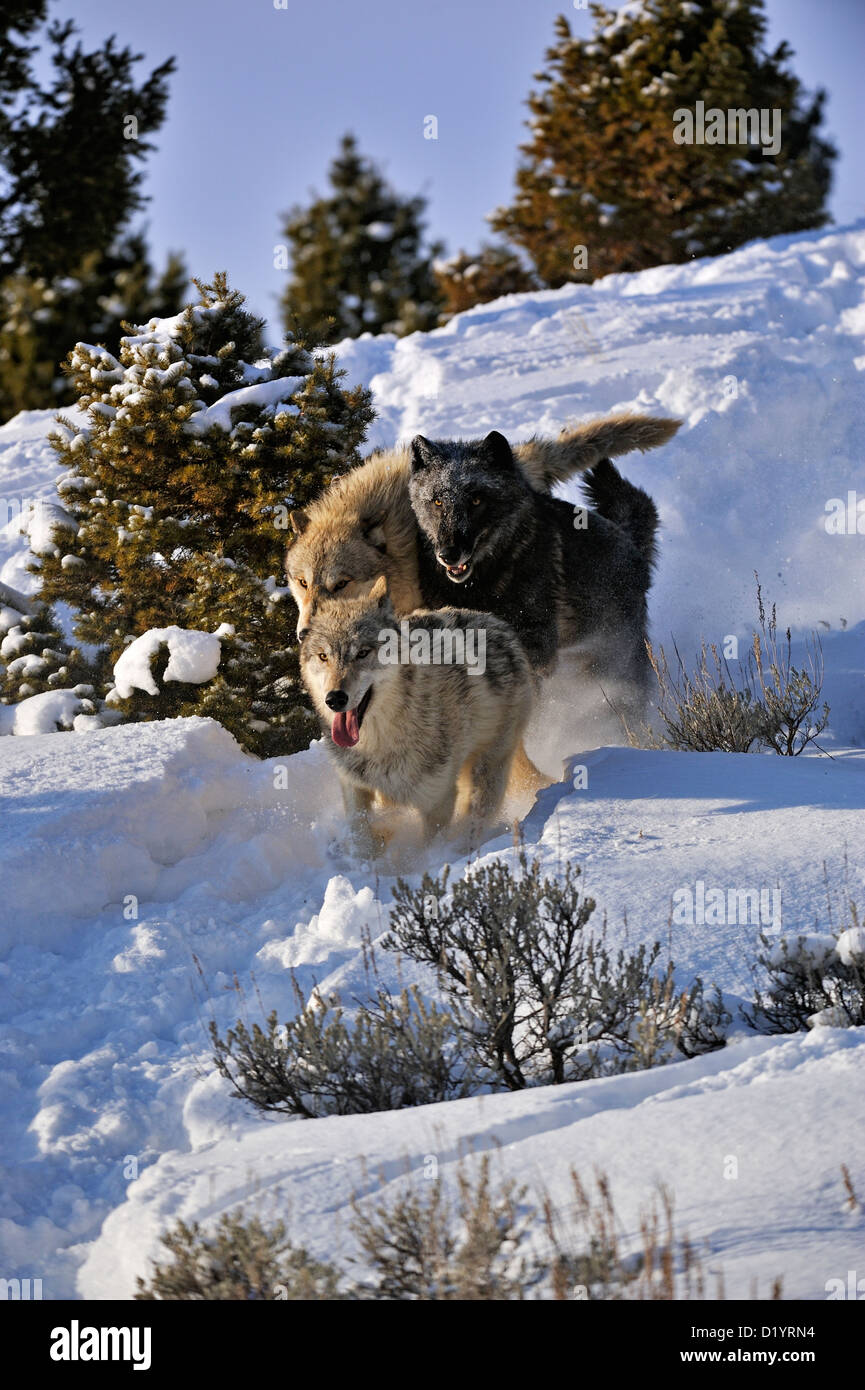 Grey Wolf Timber Wolf (Canis lupus) Running down snowy hillside ...
