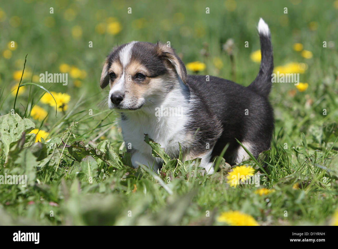 Dog Pembroke Welsh corgi puppy running in a meadow Stock Photo - Alamy