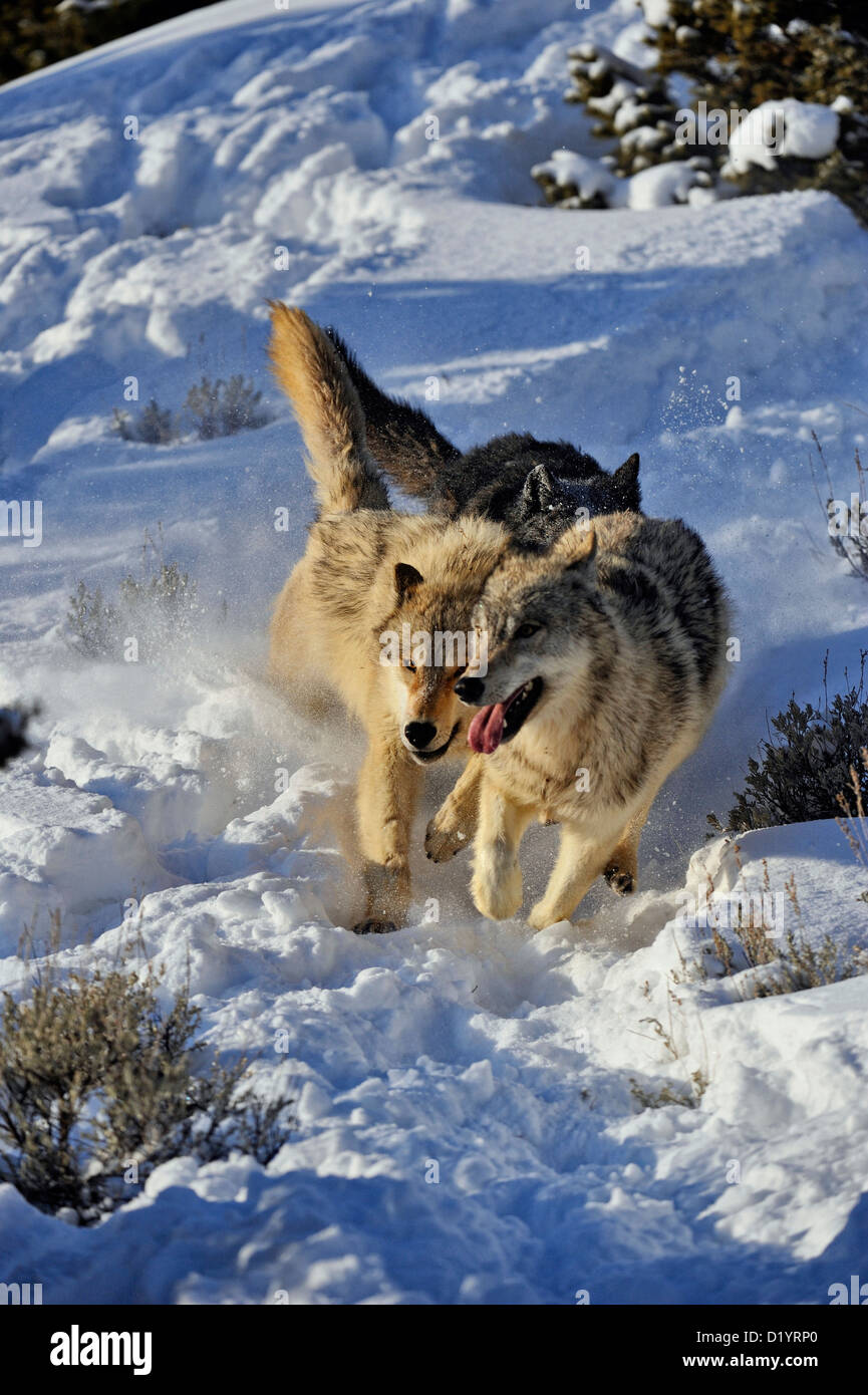Grey Wolf Timber Wolf (Canis lupus) Running down snowy hillside ...