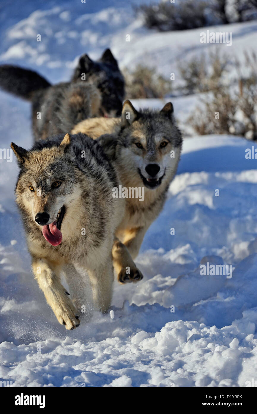 Wolf Pack Running In Snow