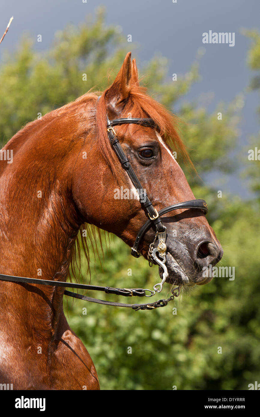 Frederiksborger. Portraet of a chestnut stallion with tack, perspiring ...