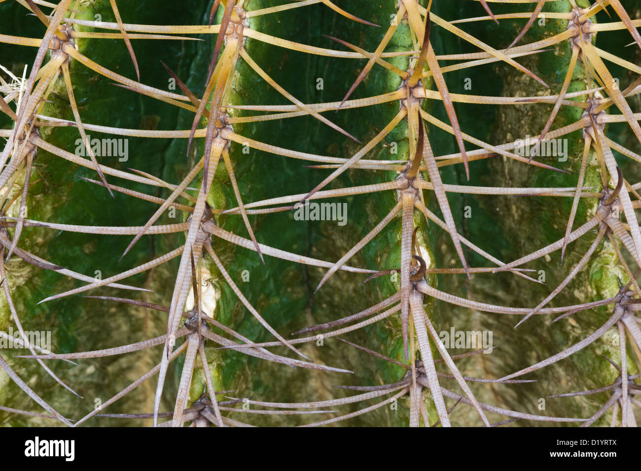 Details and Patterns of Thorny Cactus Stock Photo - Alamy
