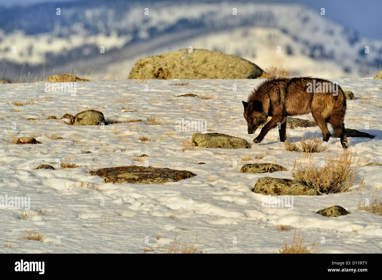 Gray wolf (Canis lupus) Lone wolf on Columbian Blacktail Deer Plateau ...