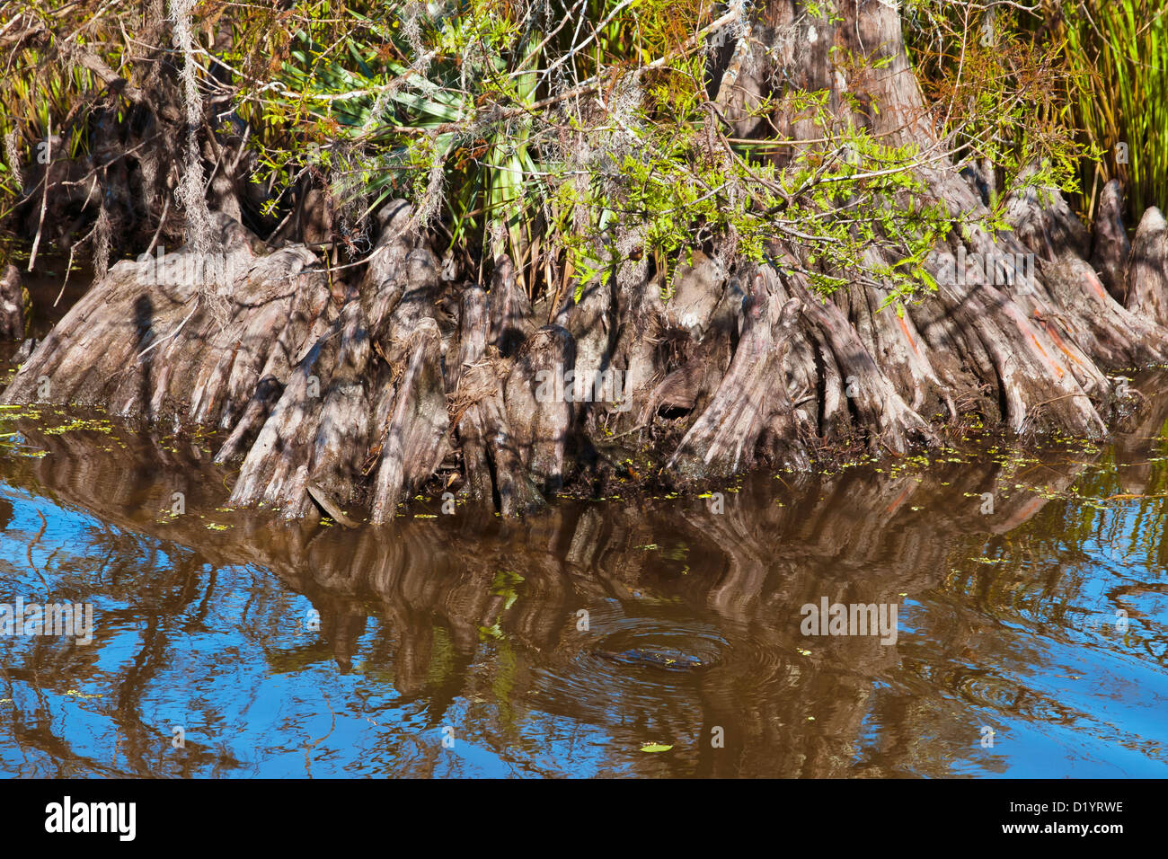 Roots of a tree in the water, Jean Lafitte National Historical Park and ...