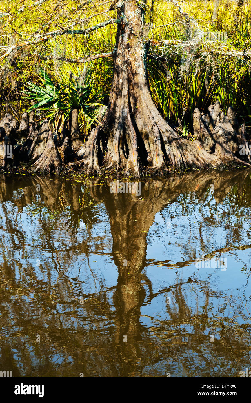 Roots of a tree in the water, Jean Lafitte National Historical Park and ...