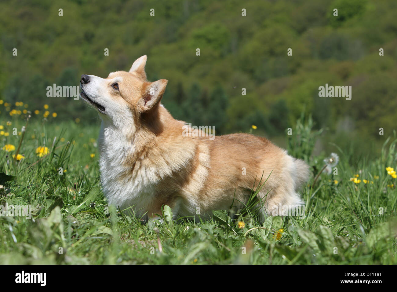 Dog Pembroke Welsh corgi adult standard profile Stock Photo - Alamy