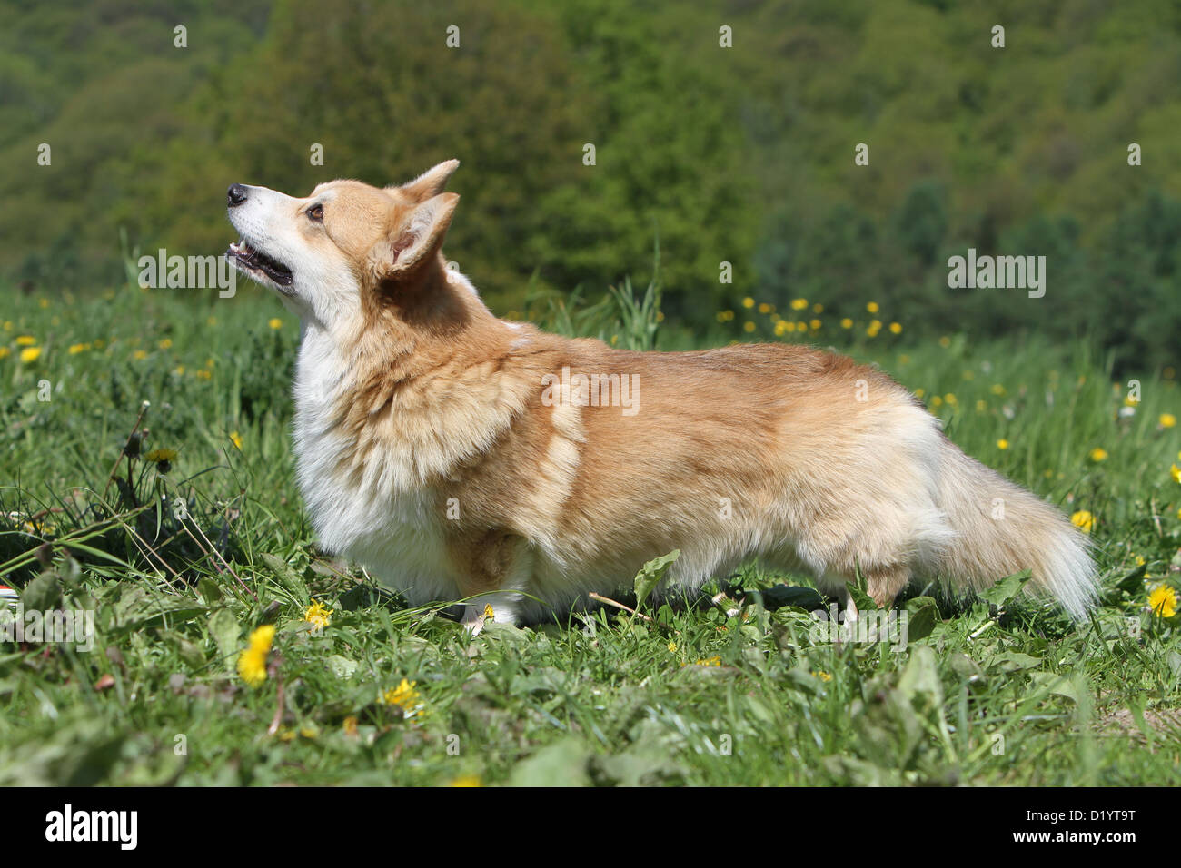 Dog Pembroke Welsh corgi adult standard profile Stock Photo - Alamy