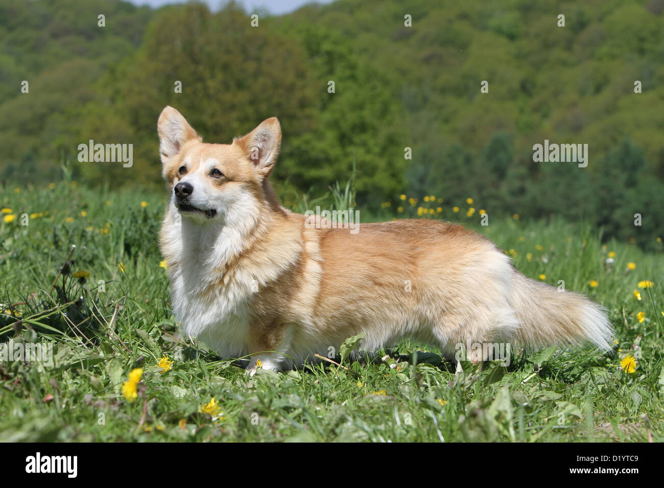 Dog Pembroke Welsh corgi adult standard profile Stock Photo - Alamy