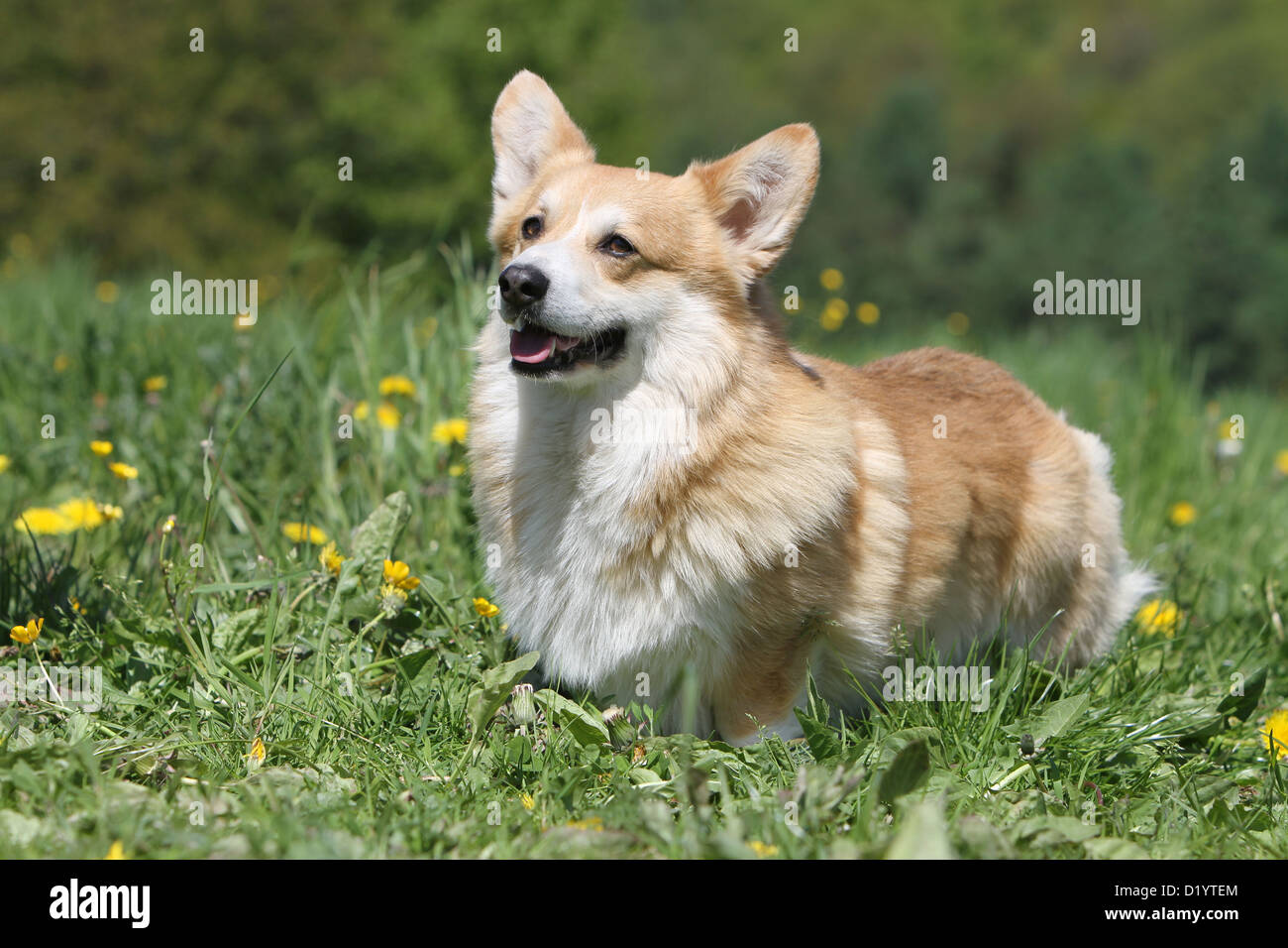 Corgi Profile High Resolution Stock Photography and Images - Alamy