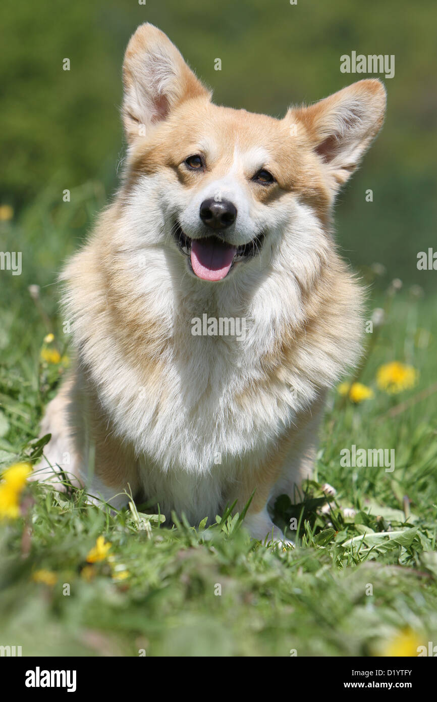 Dog Pembroke Welsh corgi adult sitting face Stock Photo - Alamy