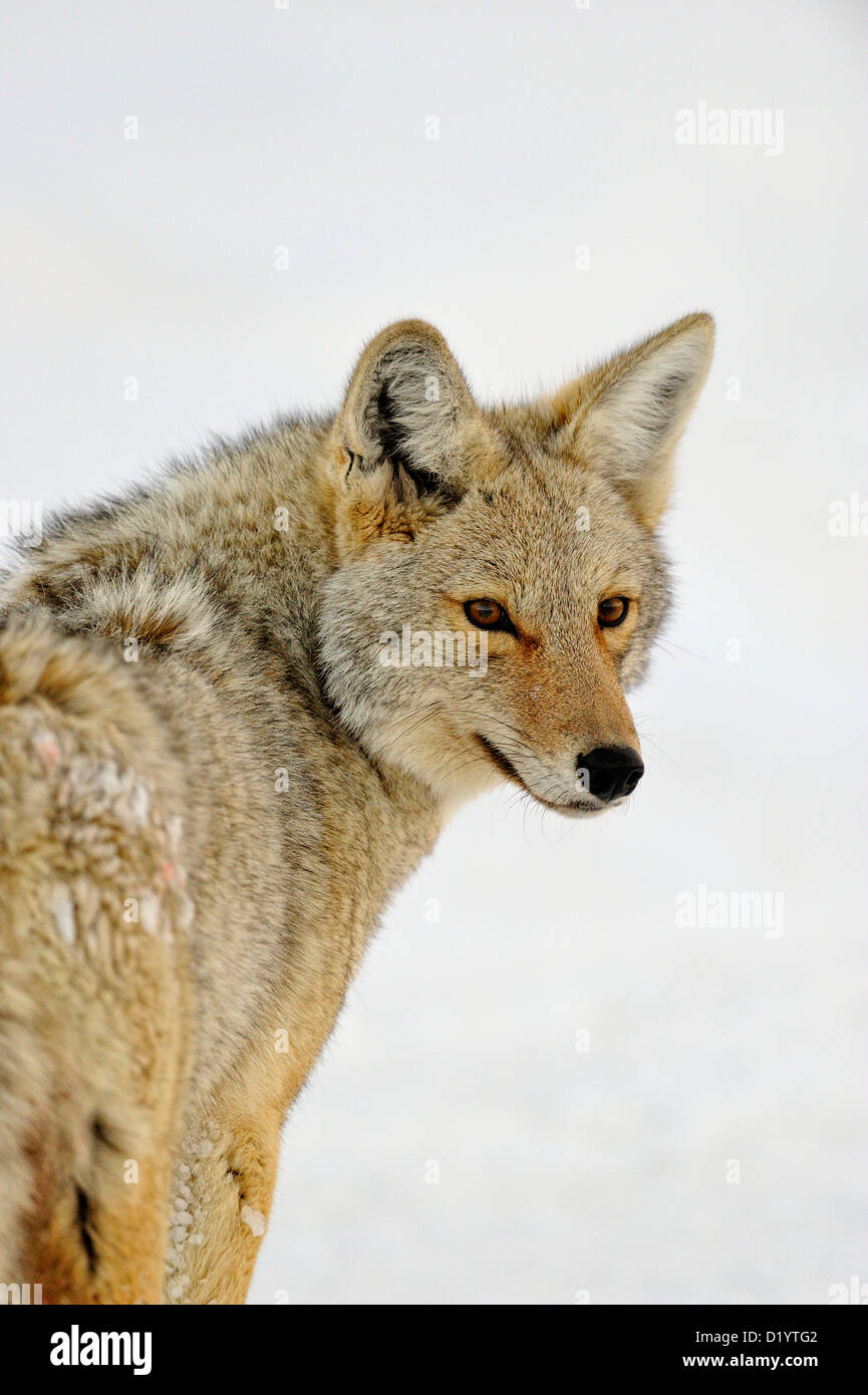 Coyote behavior hi-res stock photography and images - Alamy