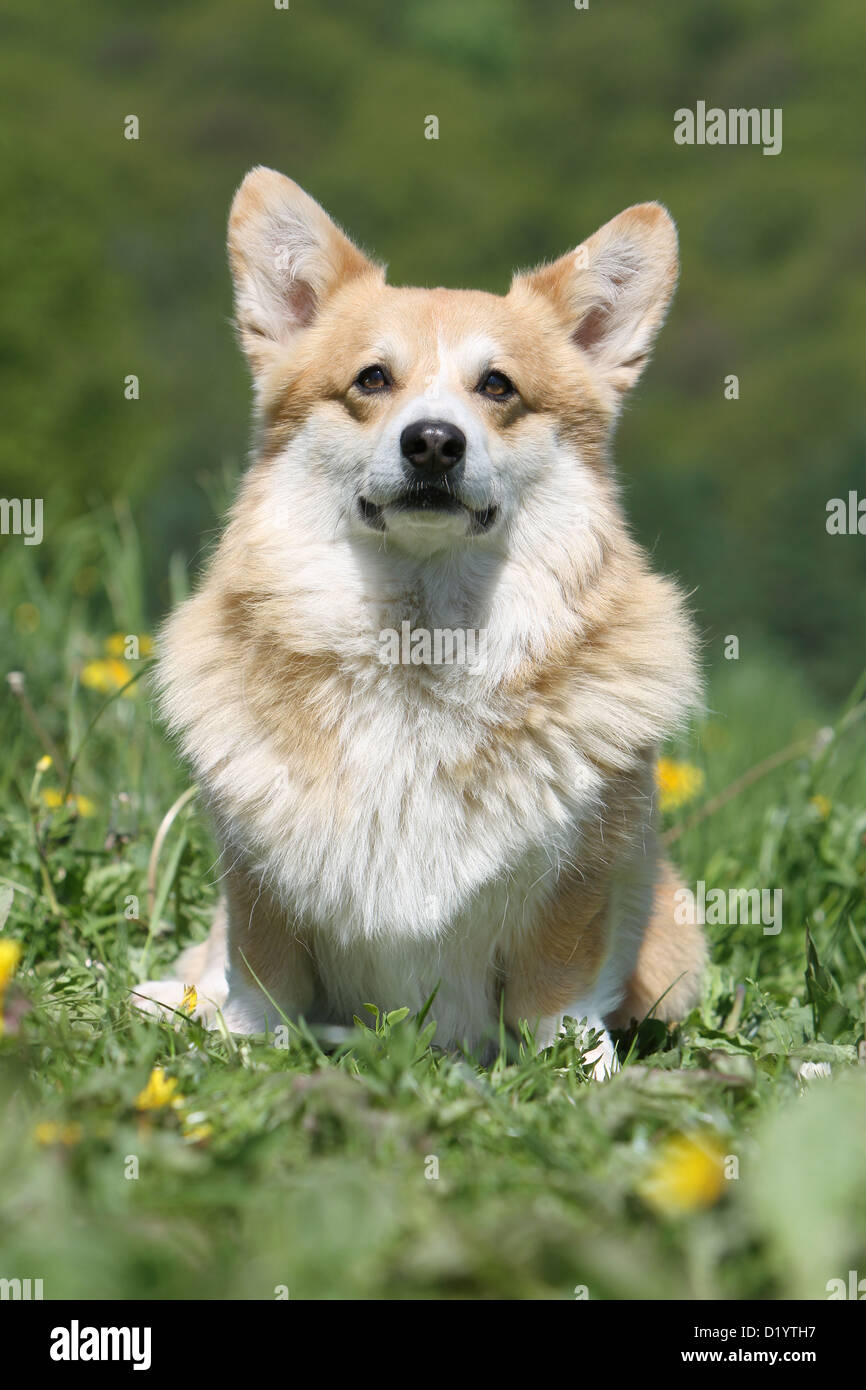 Dog Pembroke Welsh corgi adult portrait Stock Photo - Alamy