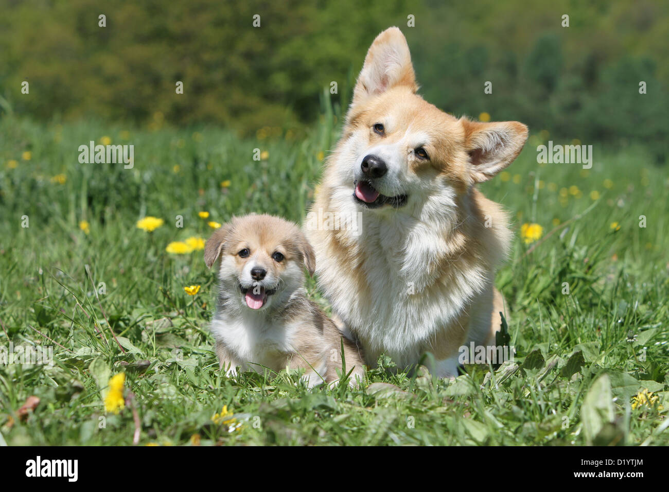 Mother and puppies hi-res stock photography and images - Alamy
