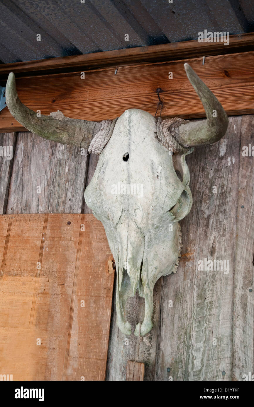 Buffalo skull historical hi-res stock photography and images - Alamy