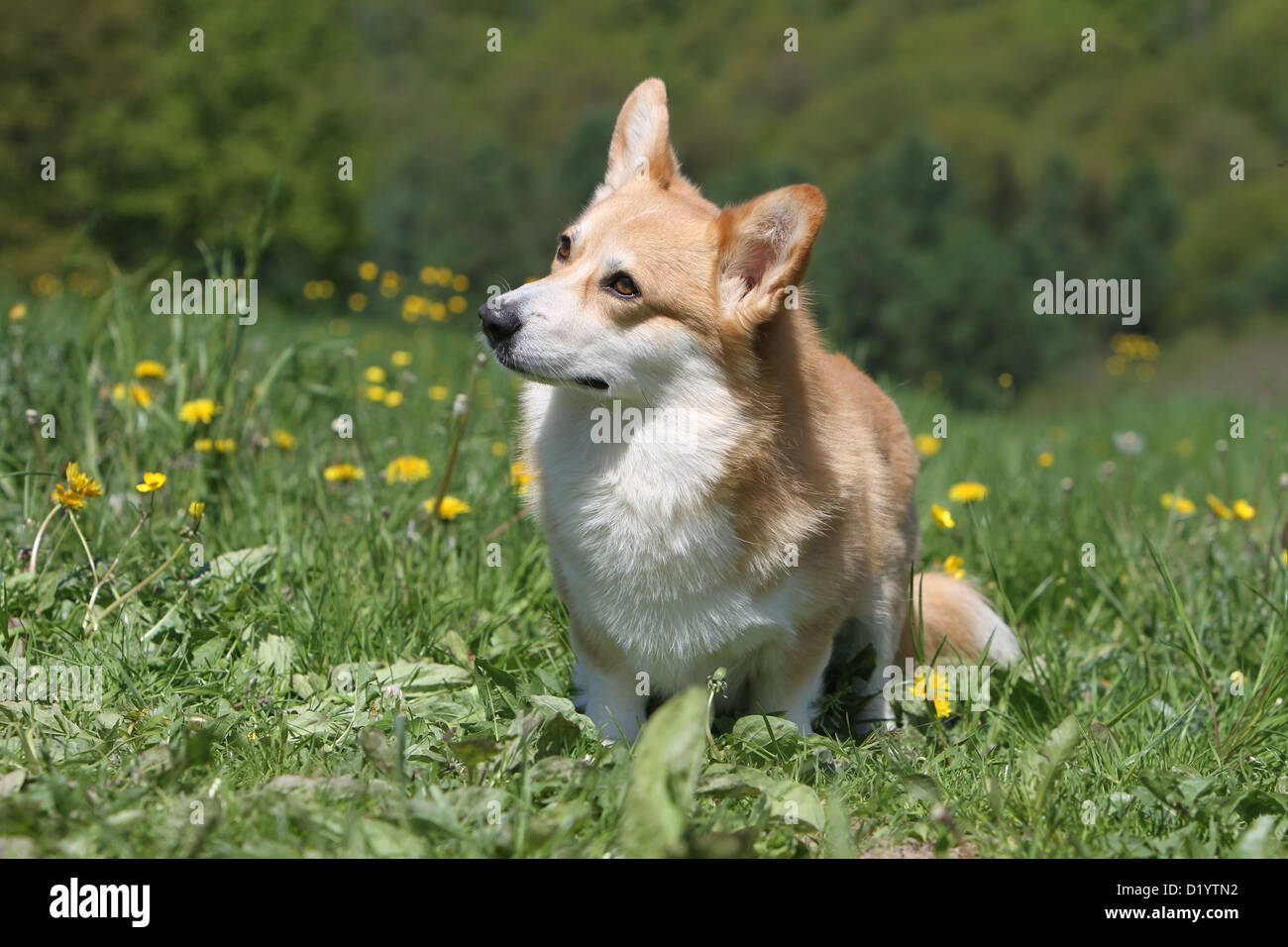 Dog Pembroke Welsh corgi adult standing profile Stock Photo - Alamy