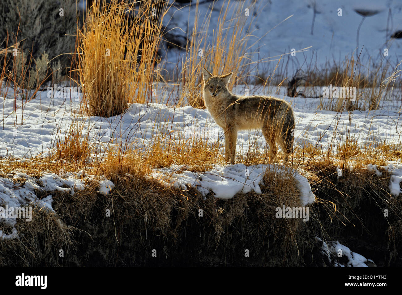 Yellowstone wolf elk hi-res stock photography and images - Alamy