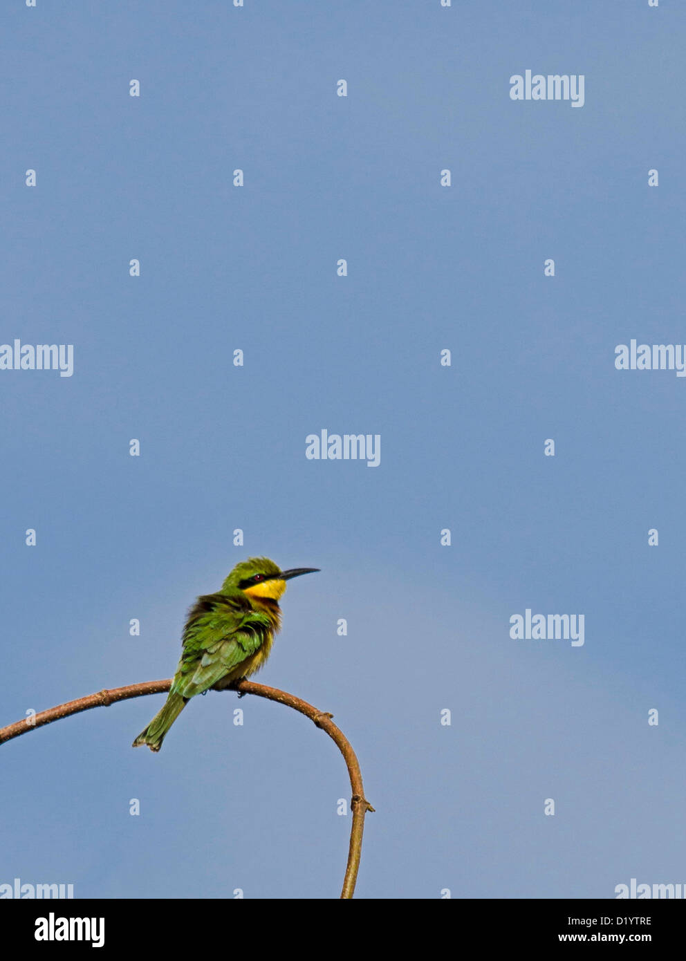 Little Bee-Eater (Merops pusillus) Bijilo Forest Park Kololi Gambia ...