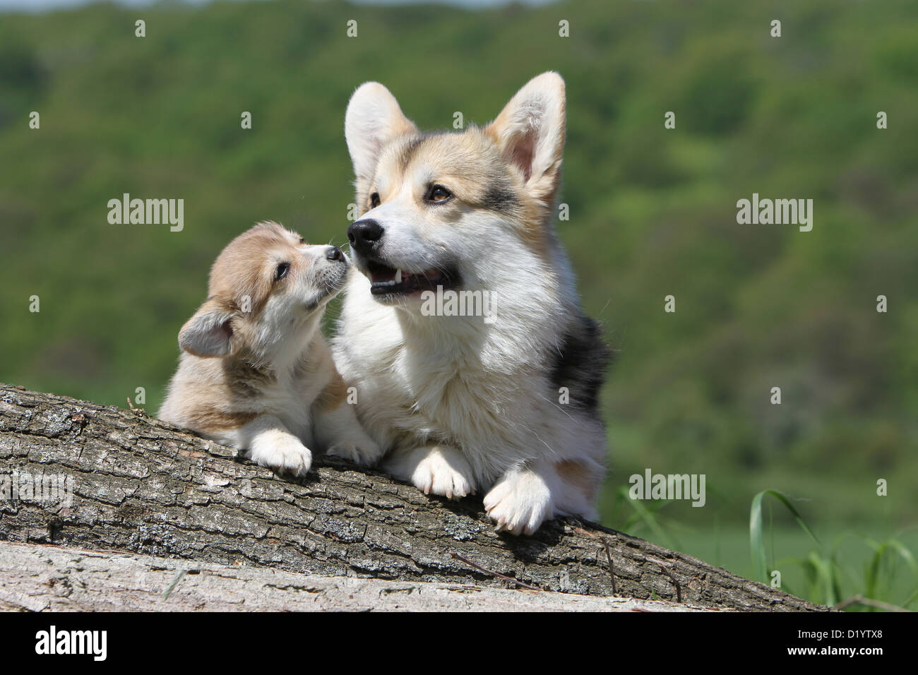 Dog Pembroke Welsh corgi adult and puppy different colors cuddly Stock ...