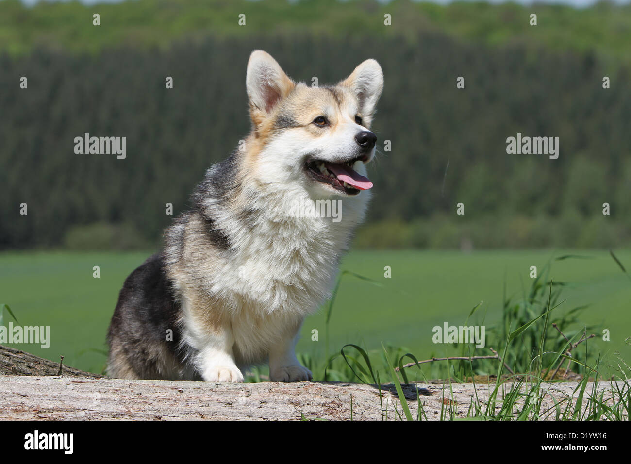 Dog Pembroke Welsh corgi adult sitting profile on a wood Stock Photo ...