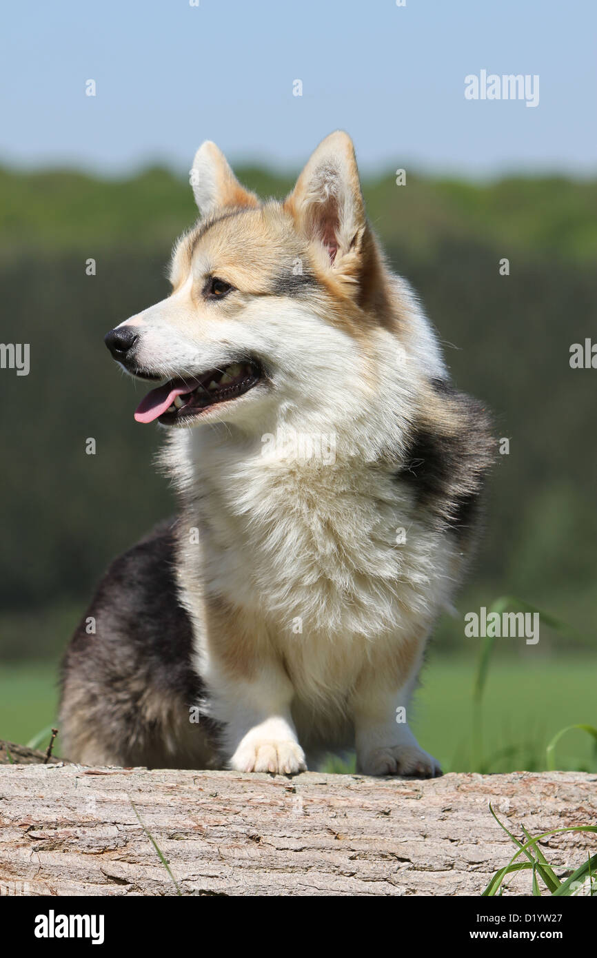Dog Pembroke Welsh corgi adult portrait profile Stock Photo - Alamy