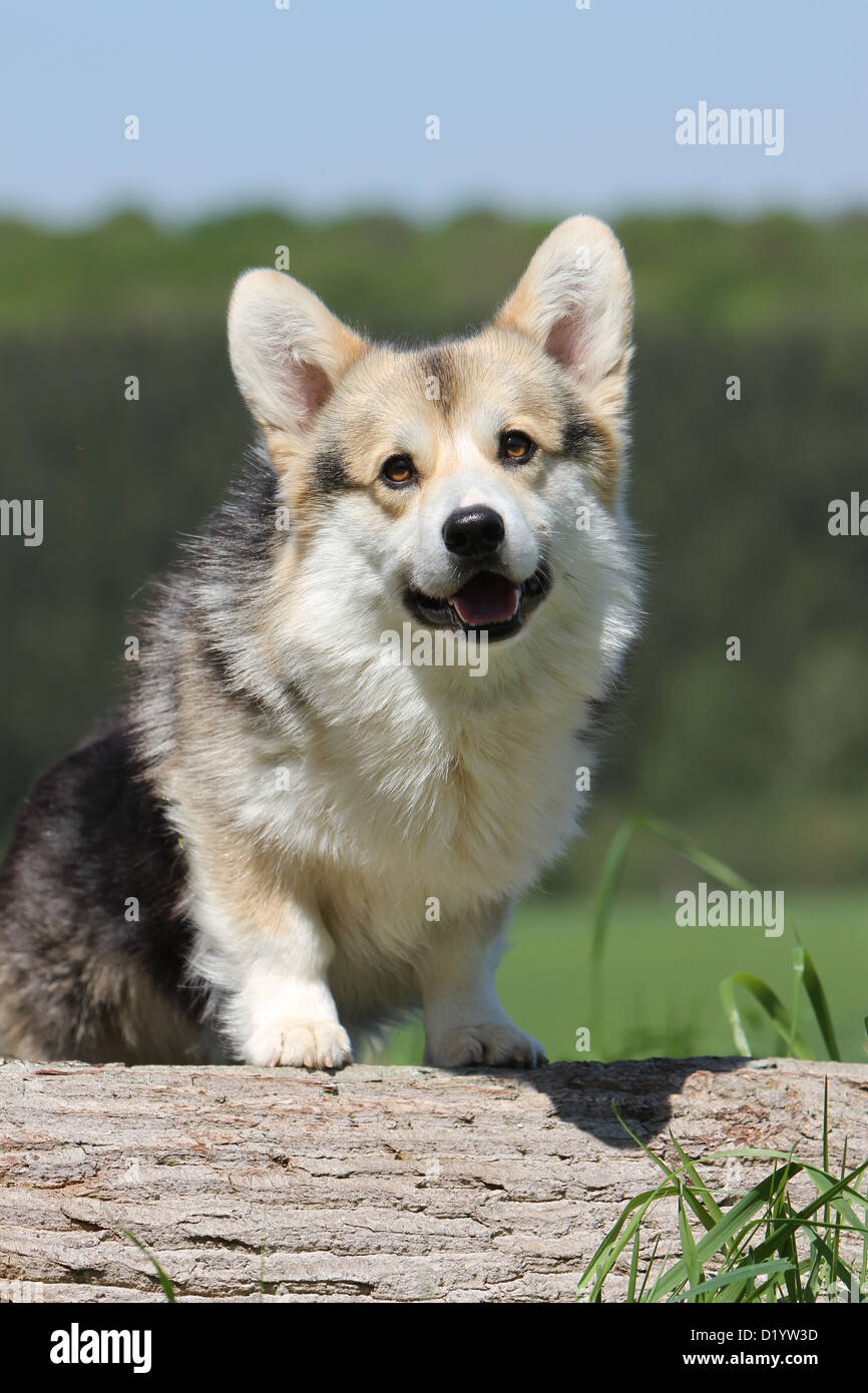 Welsh dog breeds hi-res stock photography and images - Alamy