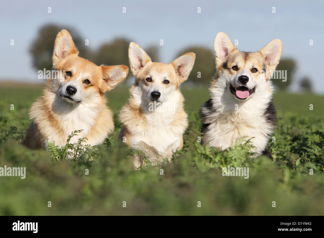 Dog Pembroke Welsh corgi three adults different colors sitting Stock ...