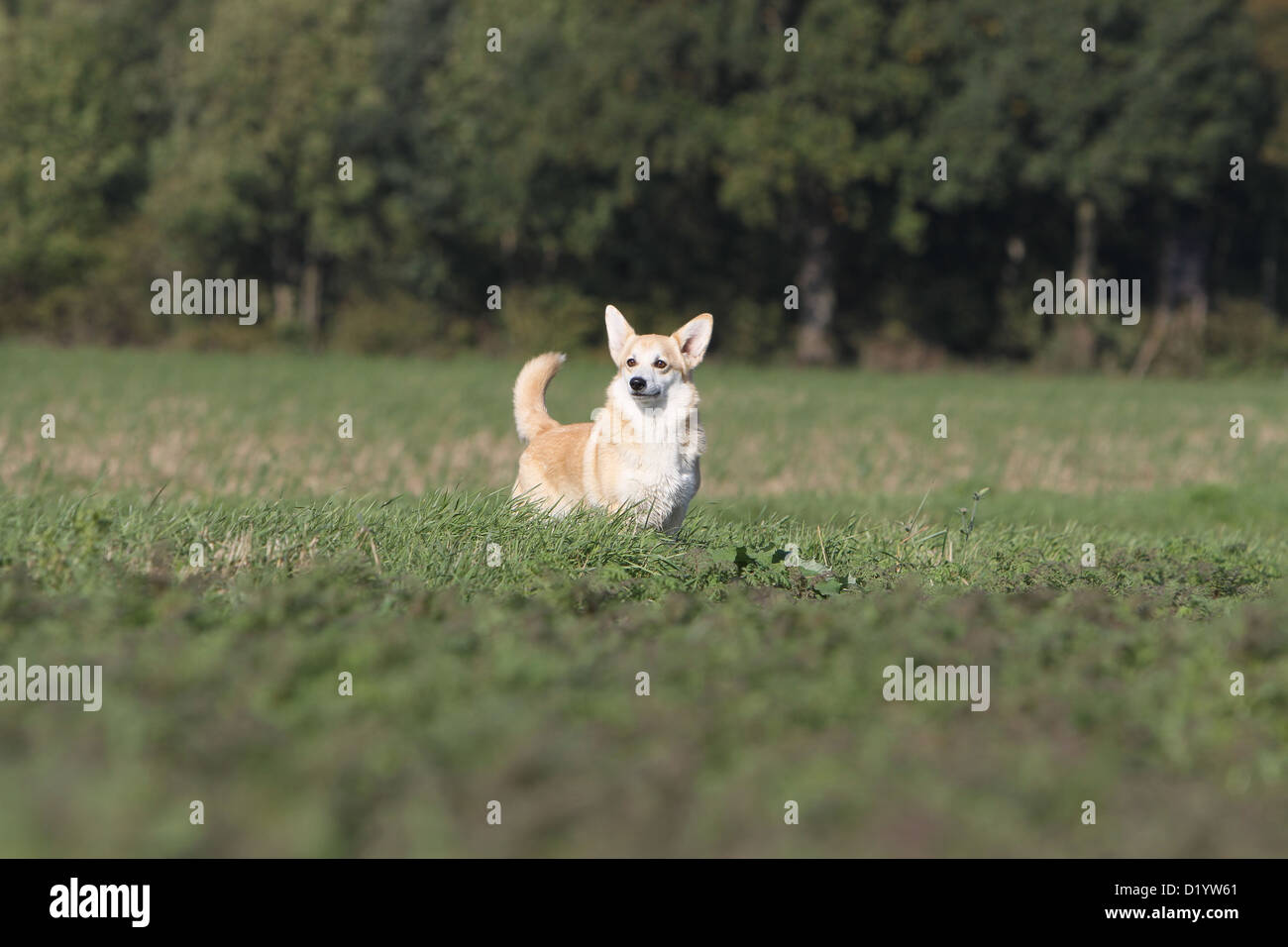 Dog Pembroke Welsh corgi adult standing Stock Photo - Alamy