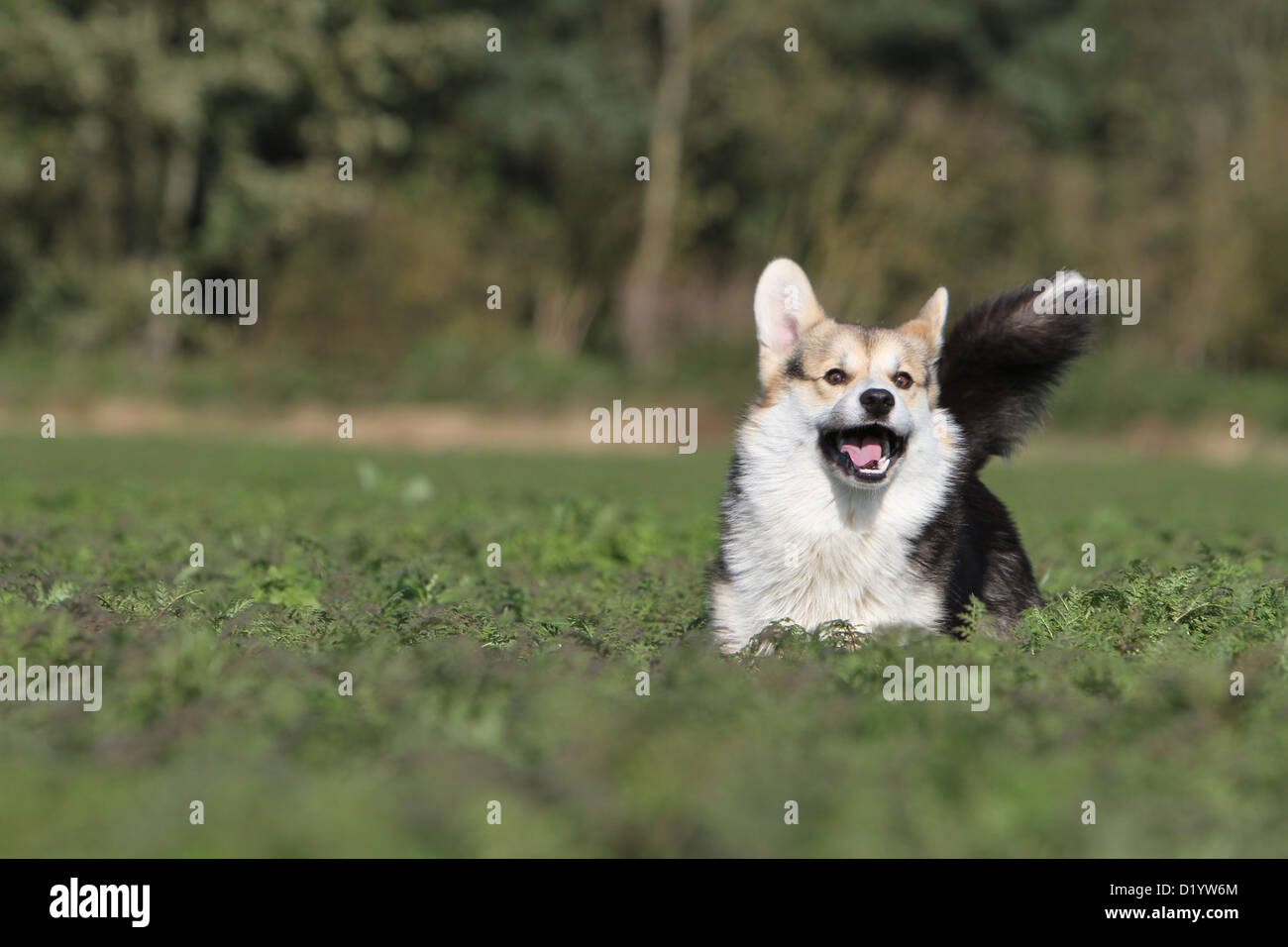 Dog Pembroke Welsh corgi adult standing Stock Photo - Alamy