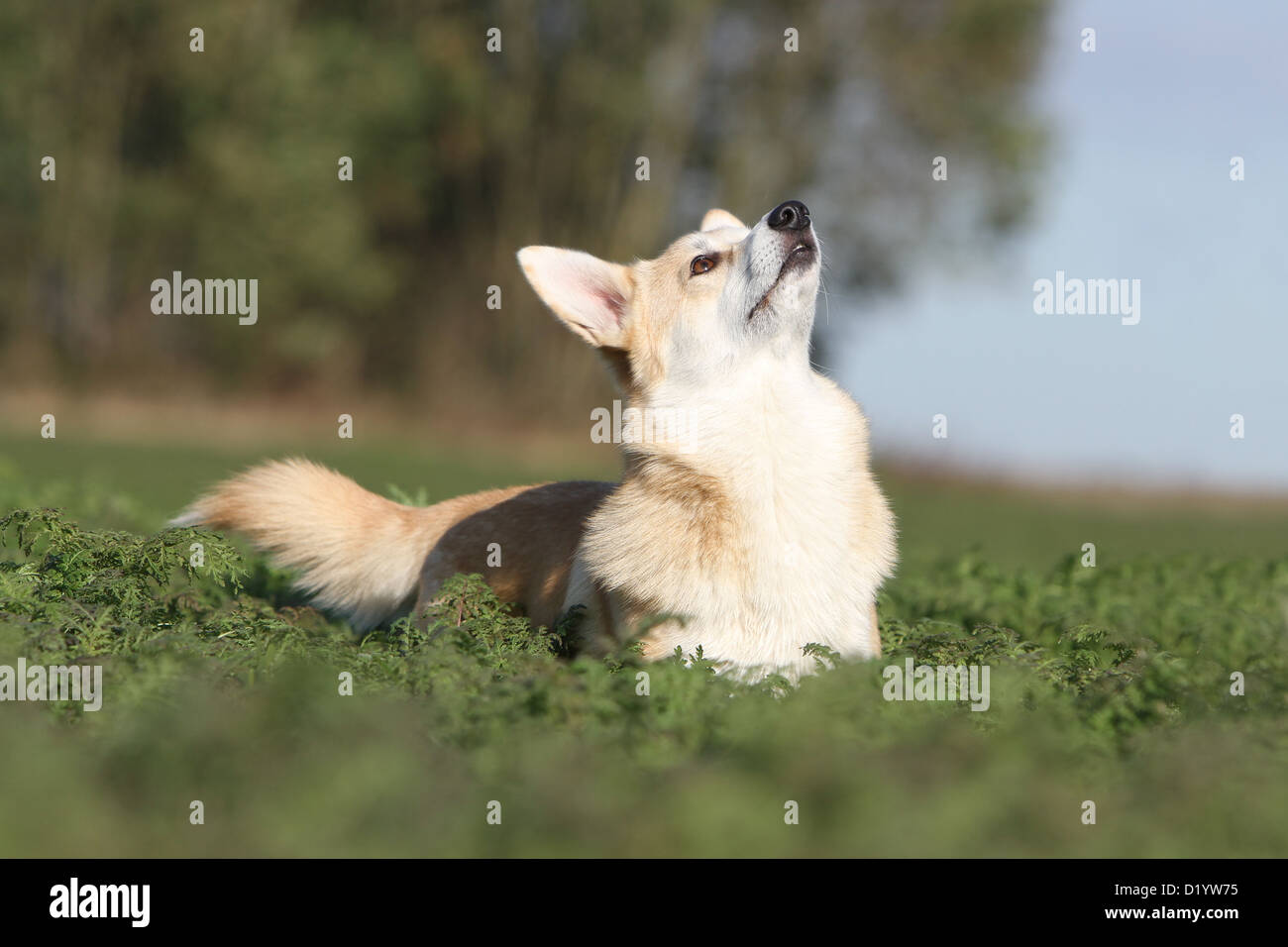 Welsh corgi looking up hi-res stock photography and images - Alamy