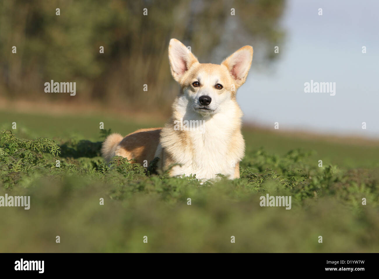Dog Pembroke Welsh corgi adult standing Stock Photo - Alamy